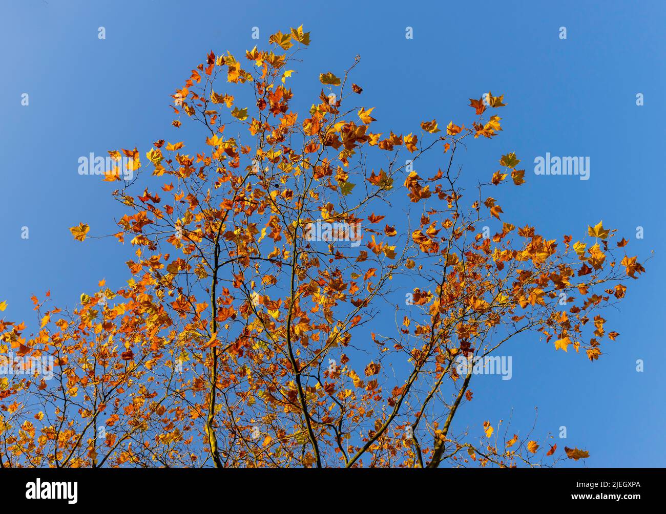 Acer sp hi-res stock photography and images - Alamy