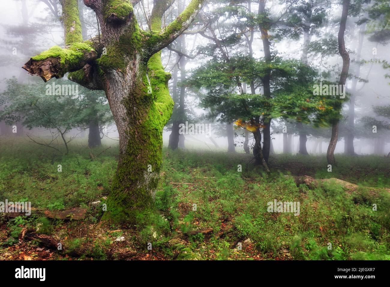 Misty forest after rain hi-res stock photography and images - Alamy