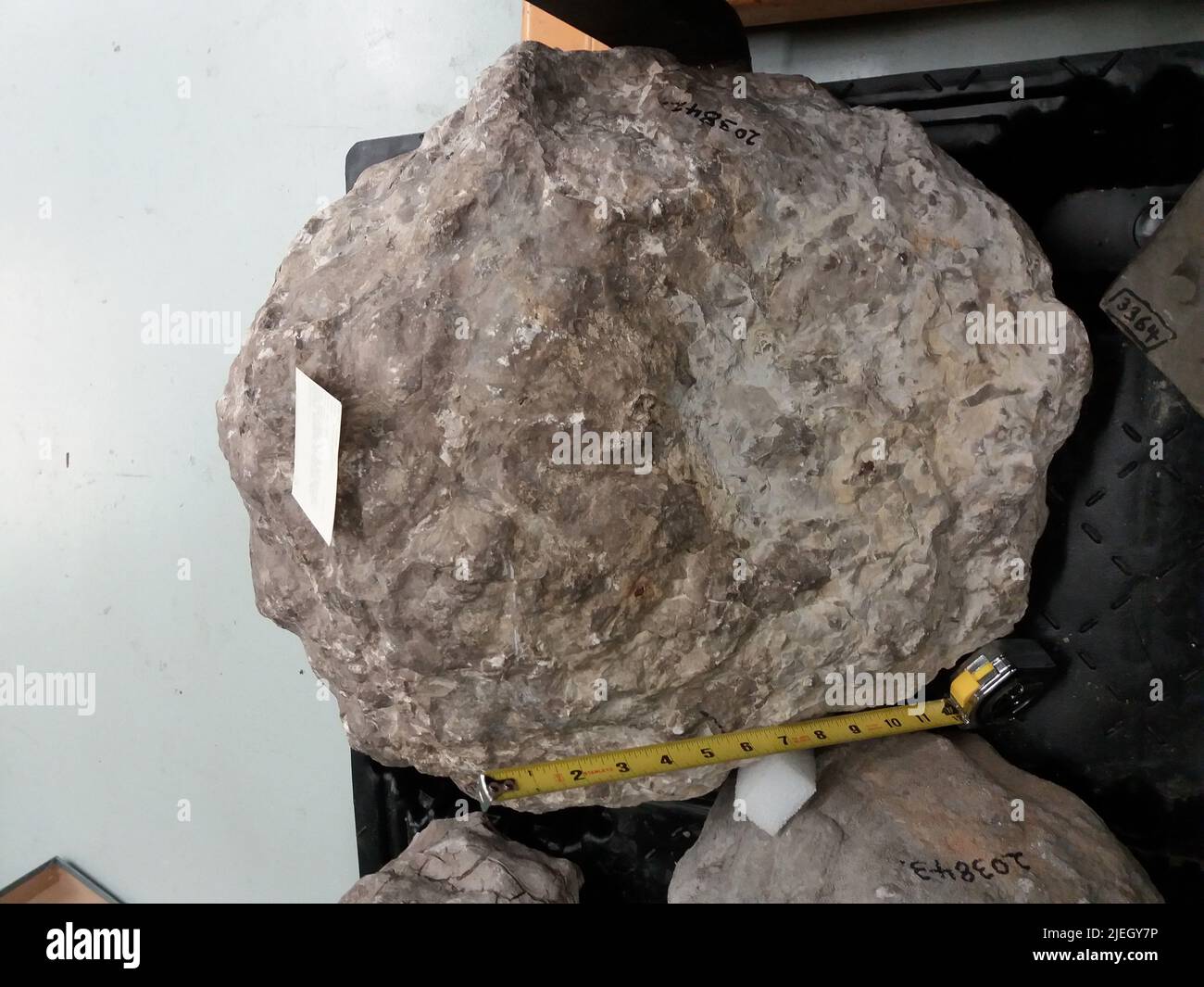 Stromatoporoidea hi-res stock photography and images - Alamy