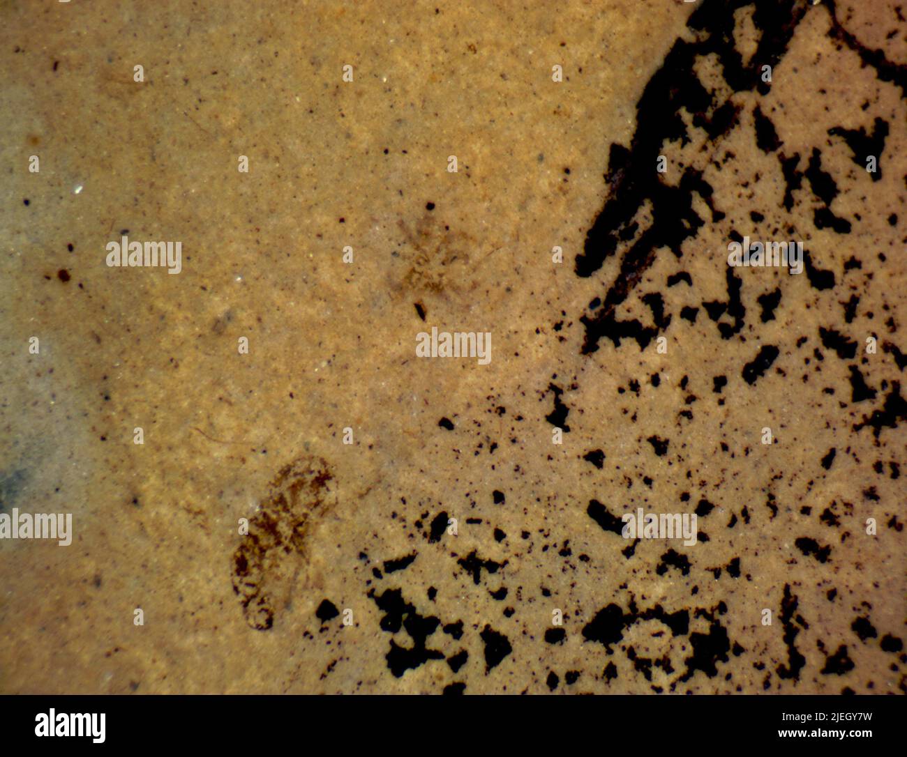 Undet araneae animalia hi-res stock photography and images - Alamy