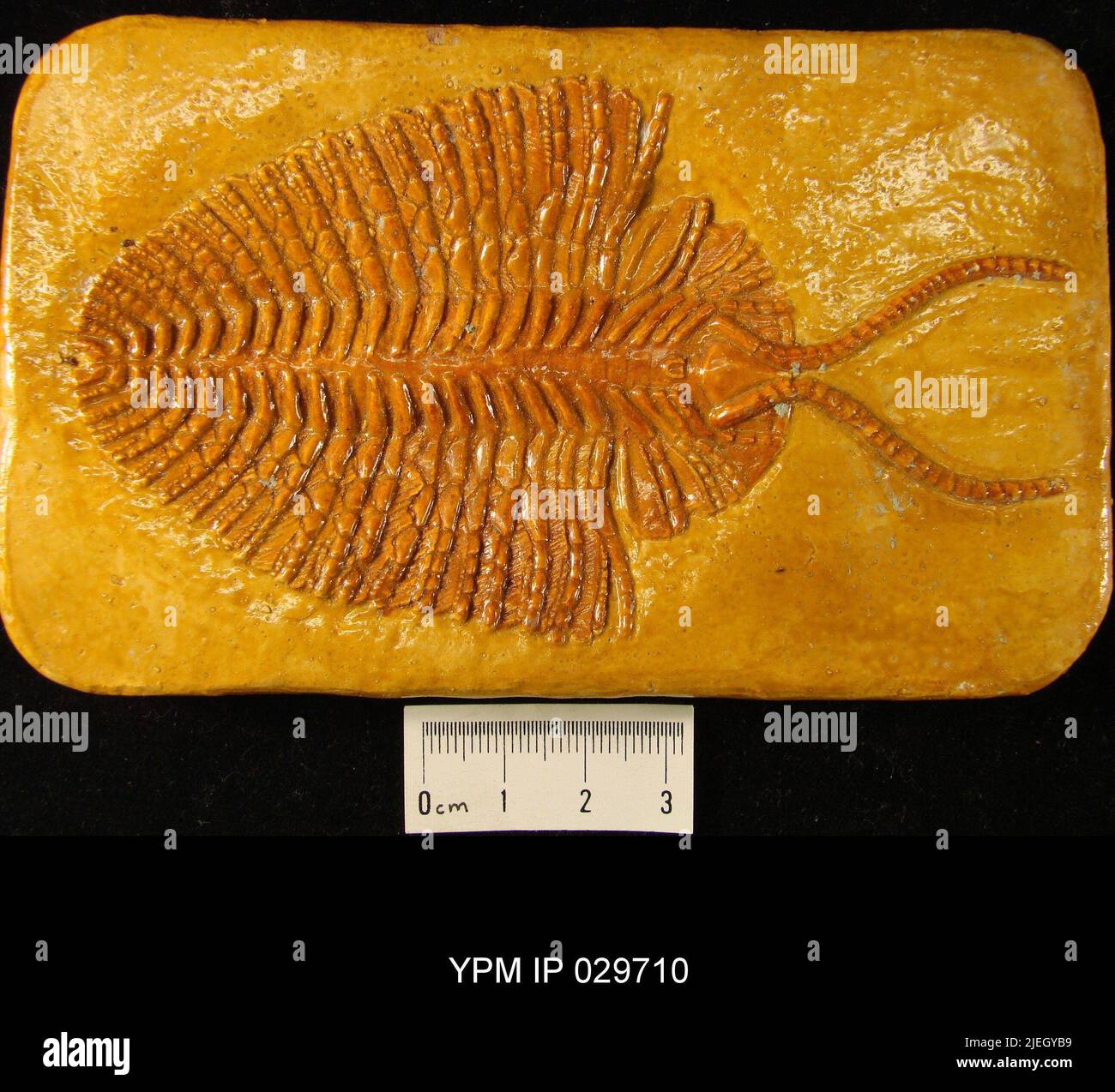Trilobitomor hi-res stock photography and images - Alamy