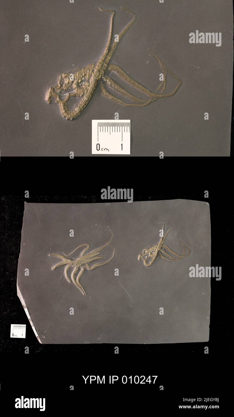 Furcaster palaeozoicus Sturtz Stock Photo - Alamy