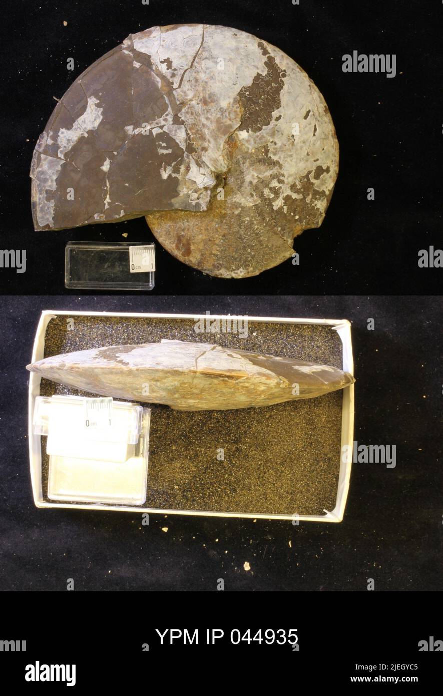 Sphenodiscus lenticularis owen animalia hi-res stock photography and ...