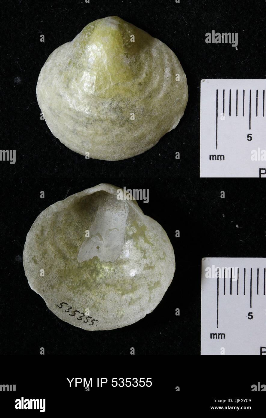 Anomia glabra animalia hi-res stock photography and images - Alamy