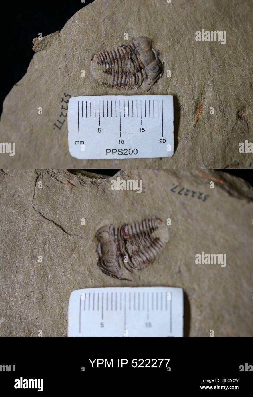 Cambrian explosion fossils hi-res stock photography and images - Alamy