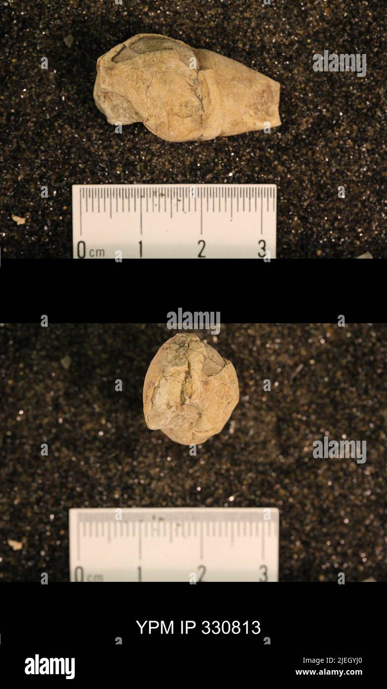 Meekospira peracuta choctawensis girty hi-res stock photography and ...