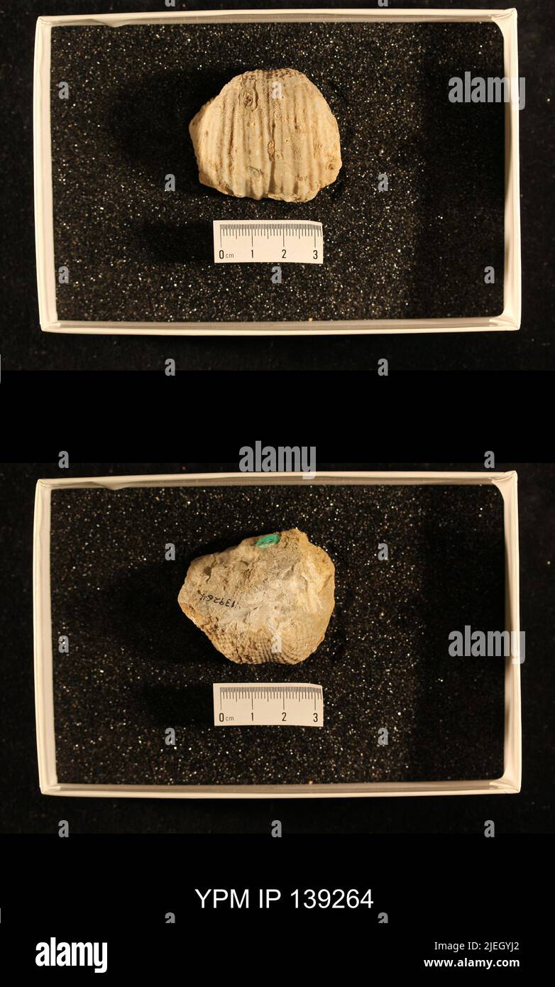 Productus (Dictyoclostus) sp Stock Photo - Alamy