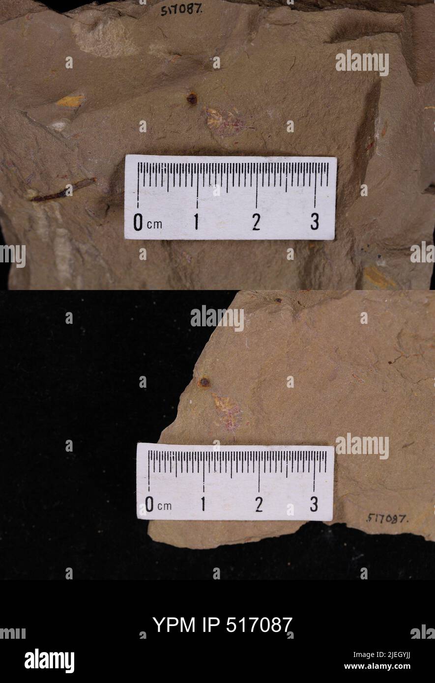 Lobopodia lobopods hi-res stock photography and images - Alamy