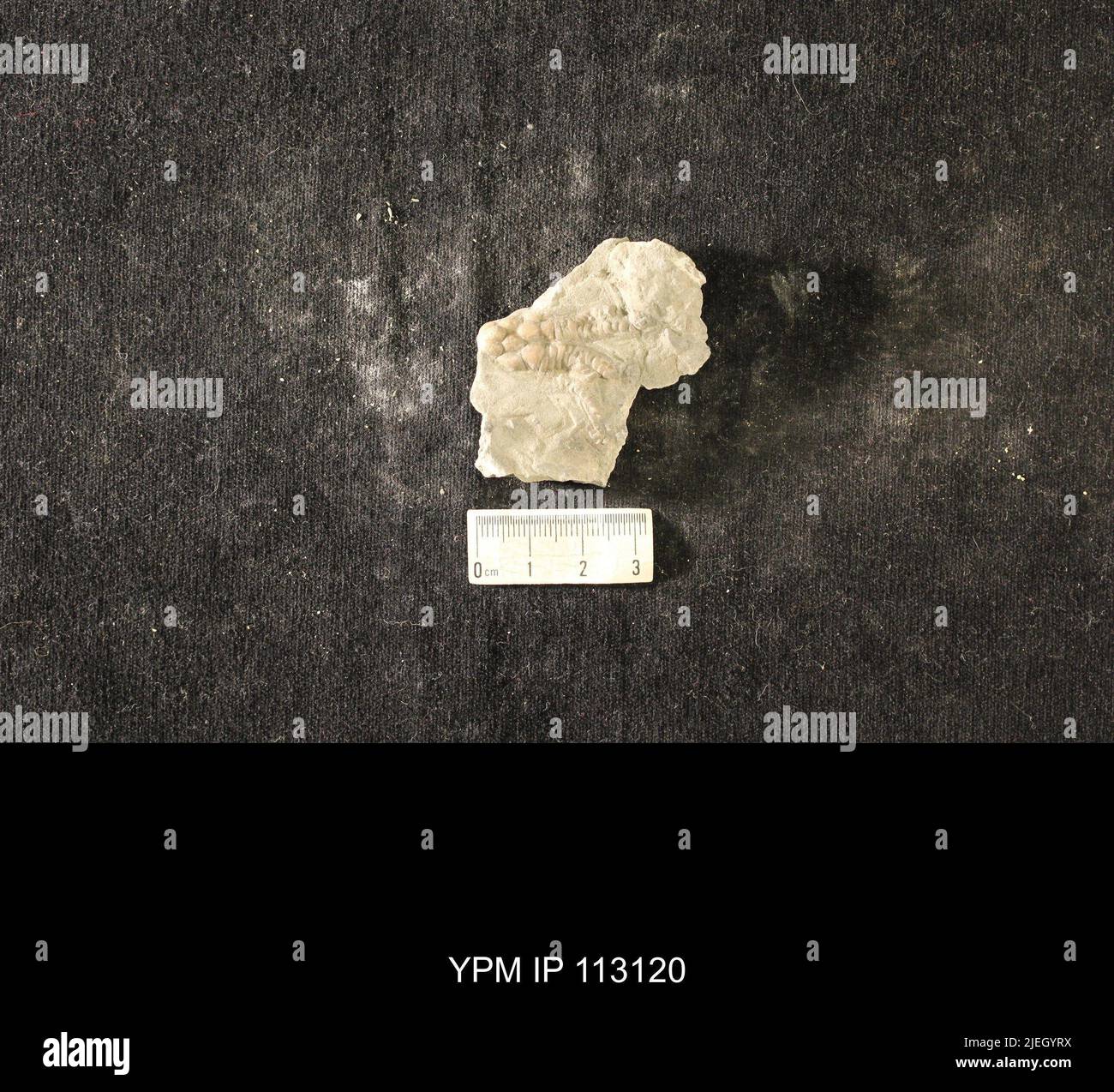 Polydactylus hi-res stock photography and images - Alamy