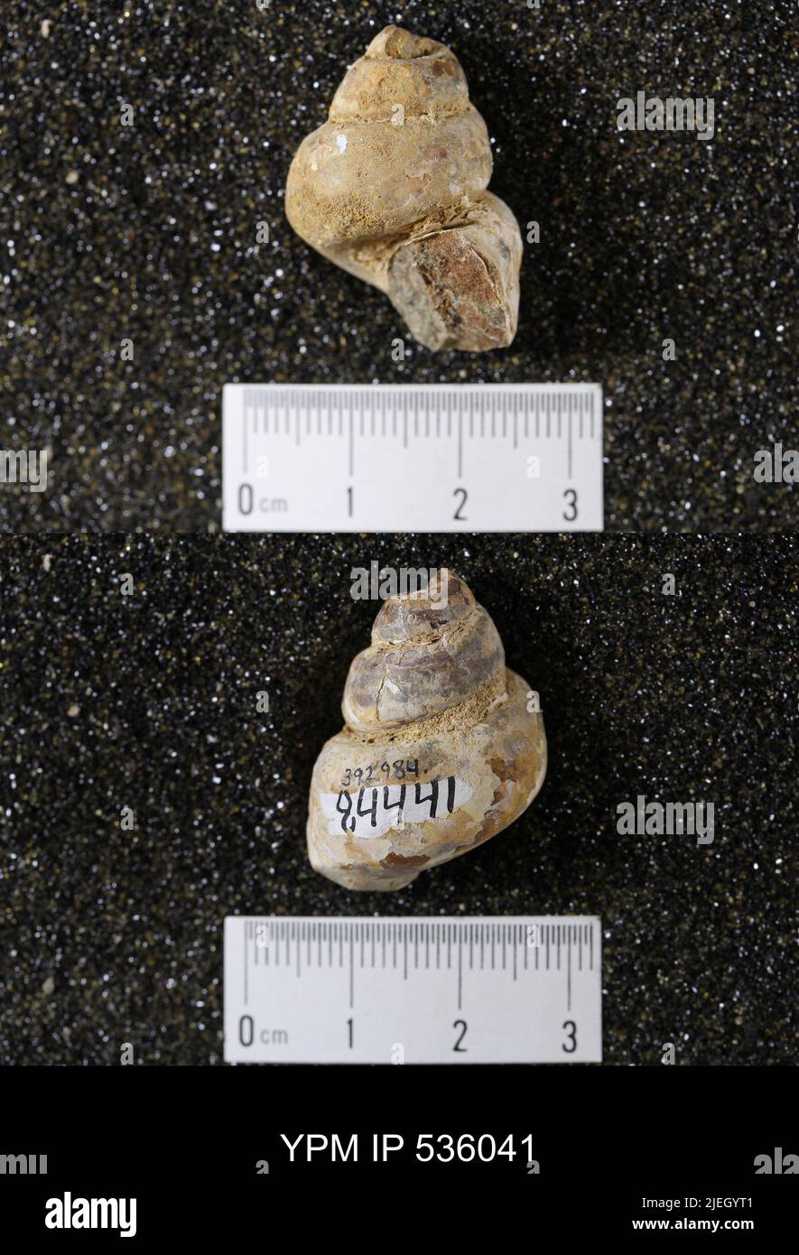 Tulotoma thompsoni white hi-res stock photography and images - Alamy