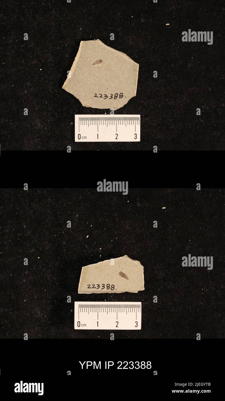 Corixa sp hi-res stock photography and images - Alamy