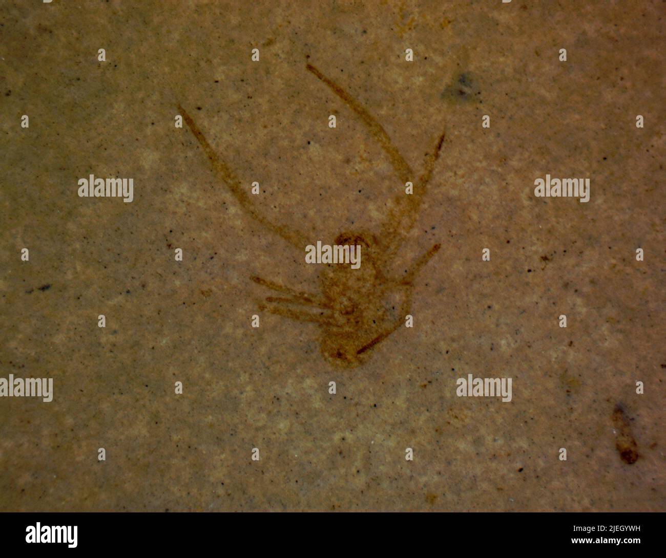 Araneida hi-res stock photography and images - Alamy