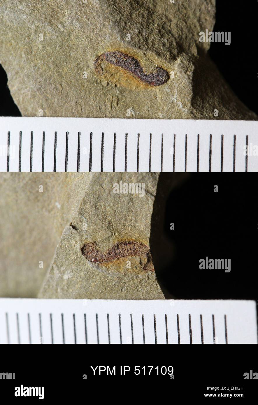 Ichnofossil invertebrate hi-res stock photography and images - Alamy