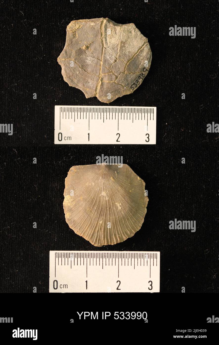 Rafinesquina hi-res stock photography and images - Alamy