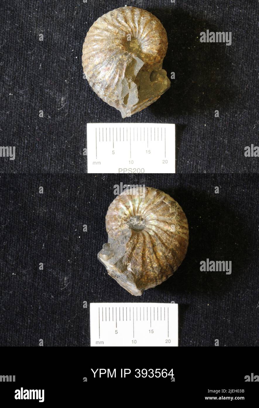 Nodosus hi-res stock photography and images - Alamy