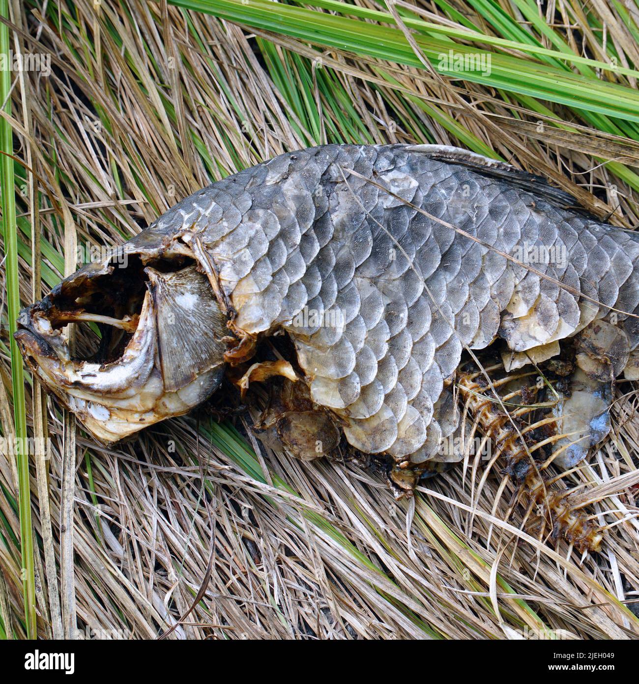 Dry dead fish crucian carp with empty eye sockets and skeleton and ...