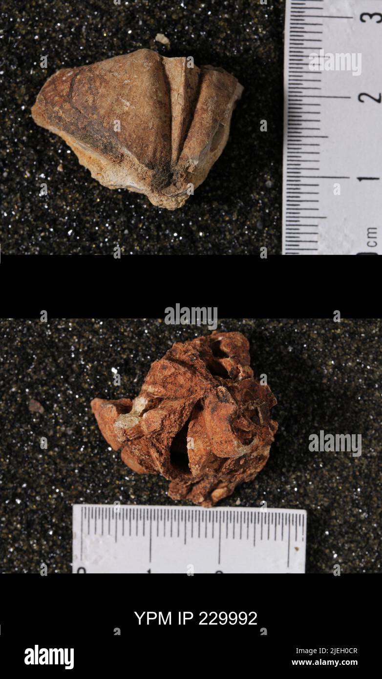 Neospirifer sp animalia hi-res stock photography and images - Alamy