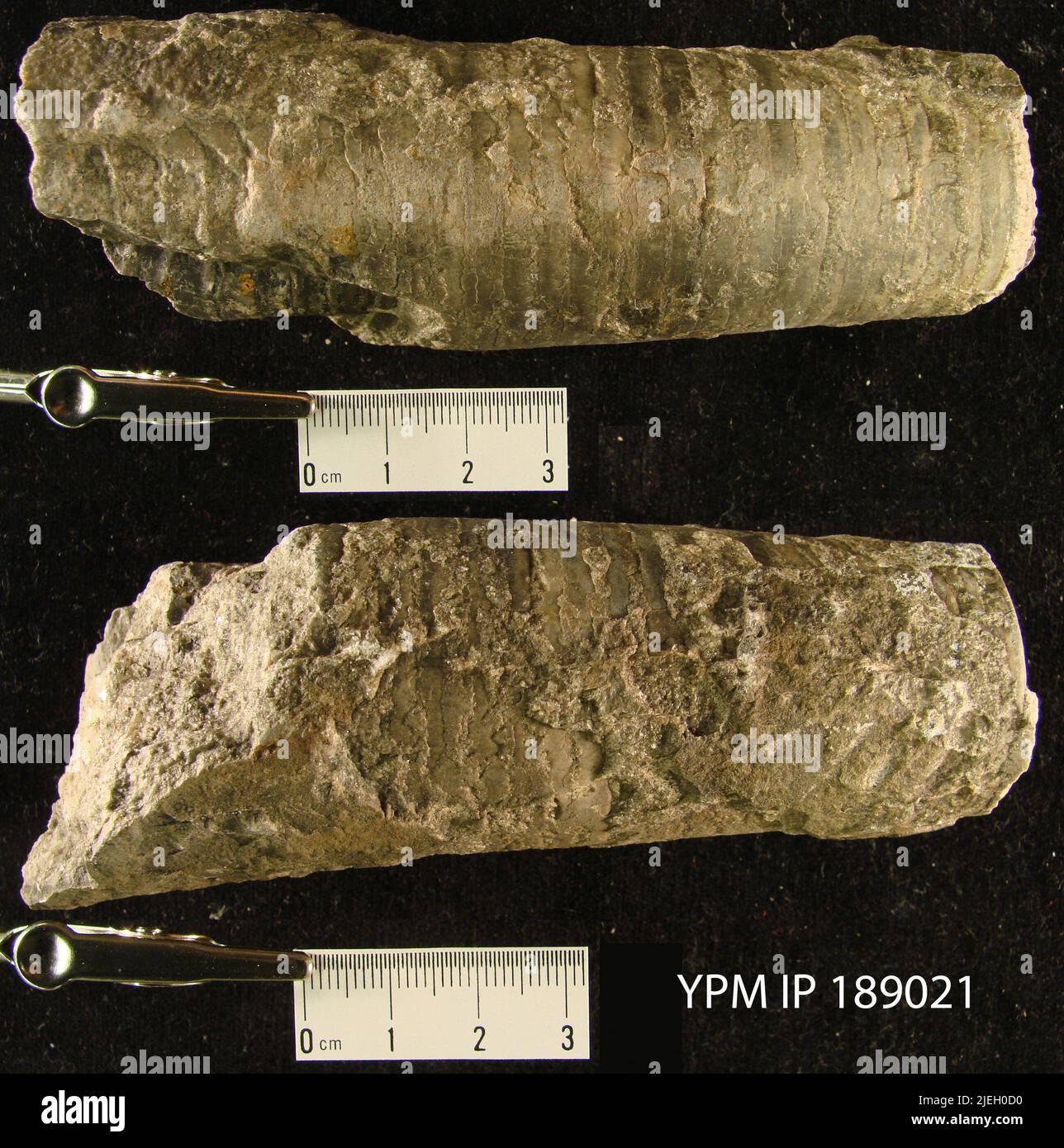 Endoceratoidea hi-res stock photography and images - Alamy