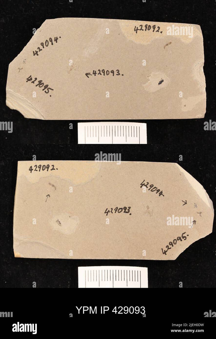 Arachnids classification hi-res stock photography and images - Alamy