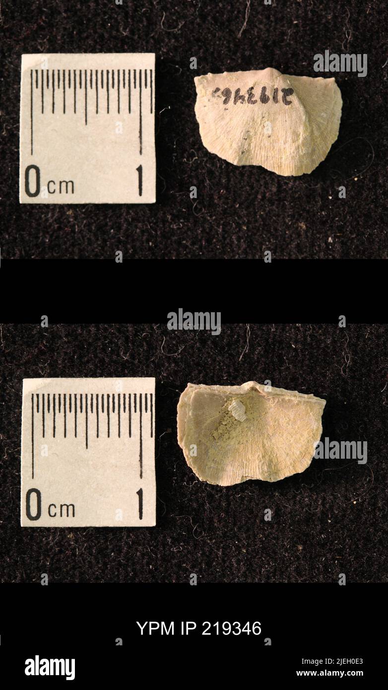 Chonetes granulifer Owen, 1852 Stock Photo - Alamy