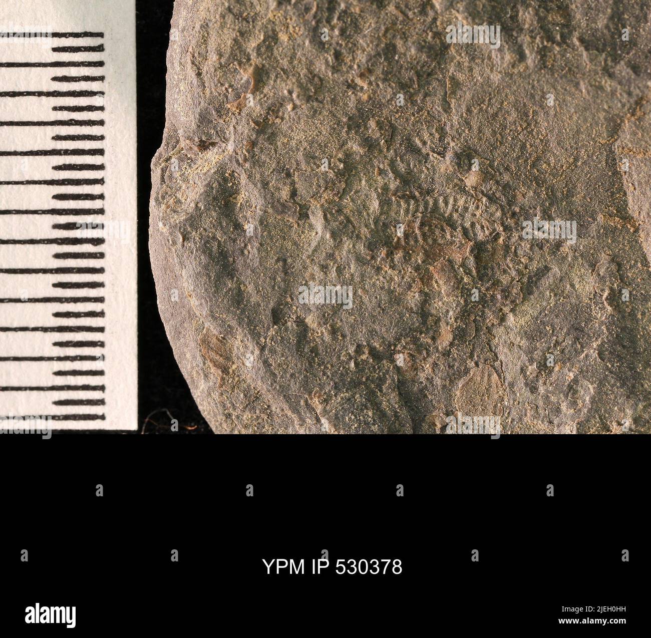 Pentremites hi-res stock photography and images - Alamy