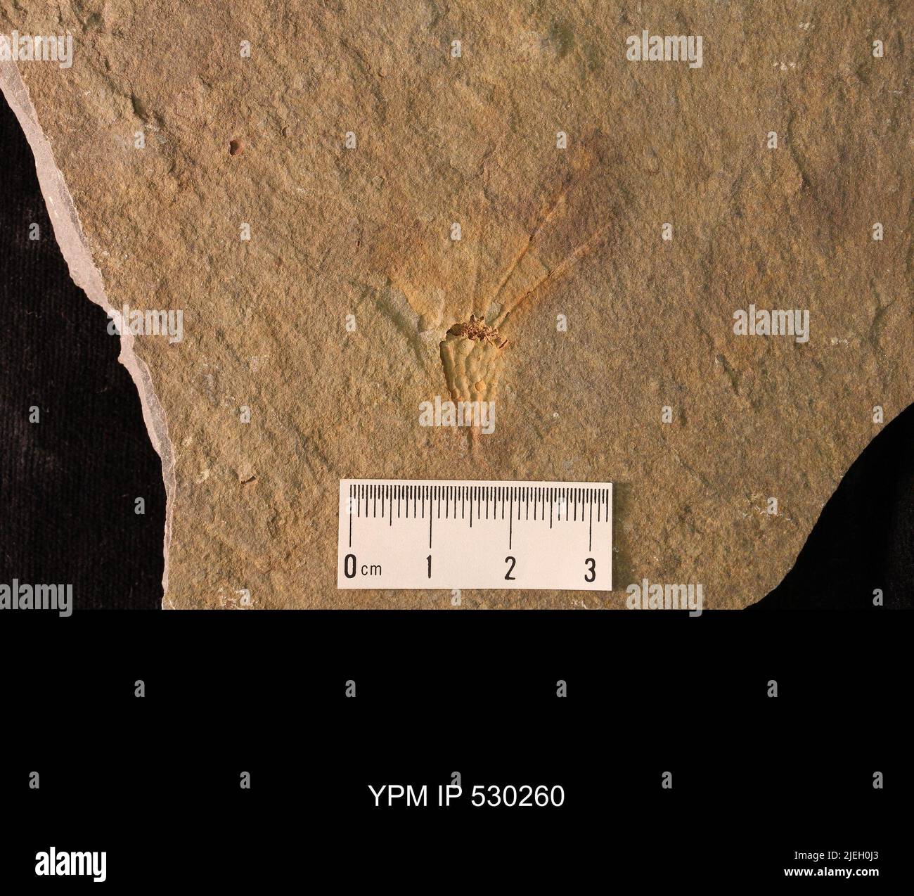 Gogia sp animalia hi-res stock photography and images - Alamy