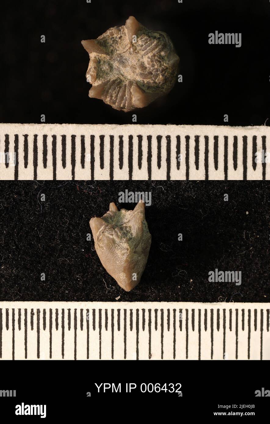 Stephanocrinus angulatus Conrad, 1842 Stock Photo - Alamy