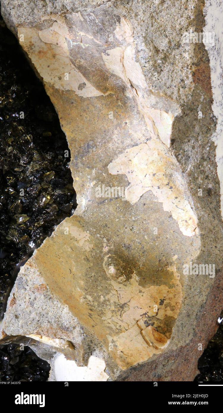 Ammonoidea animalia hi-res stock photography and images - Alamy