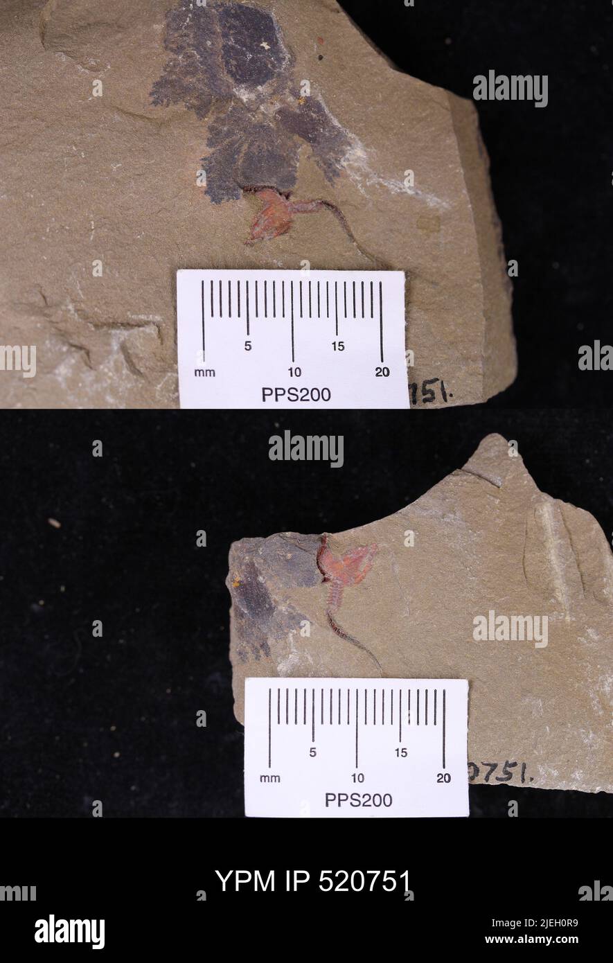 Genus cornuta hi-res stock photography and images - Alamy