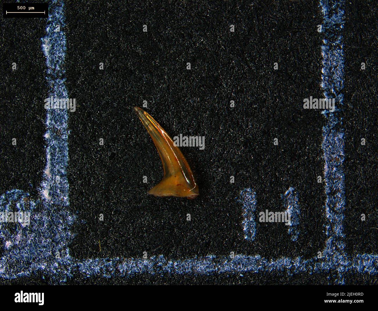 Conodonta conodonts hi-res stock photography and images - Alamy