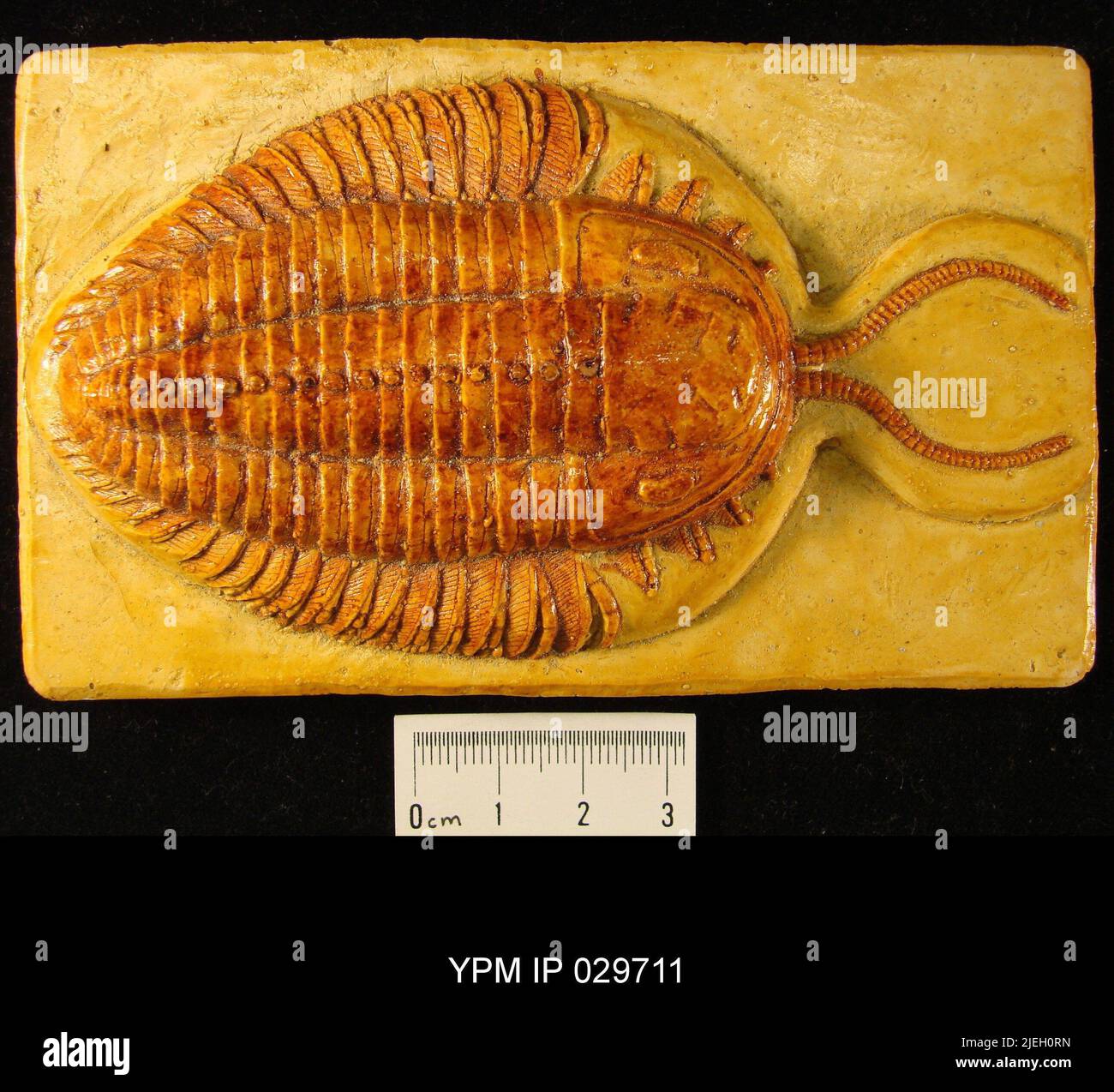Triarthrus hi-res stock photography and images - Alamy