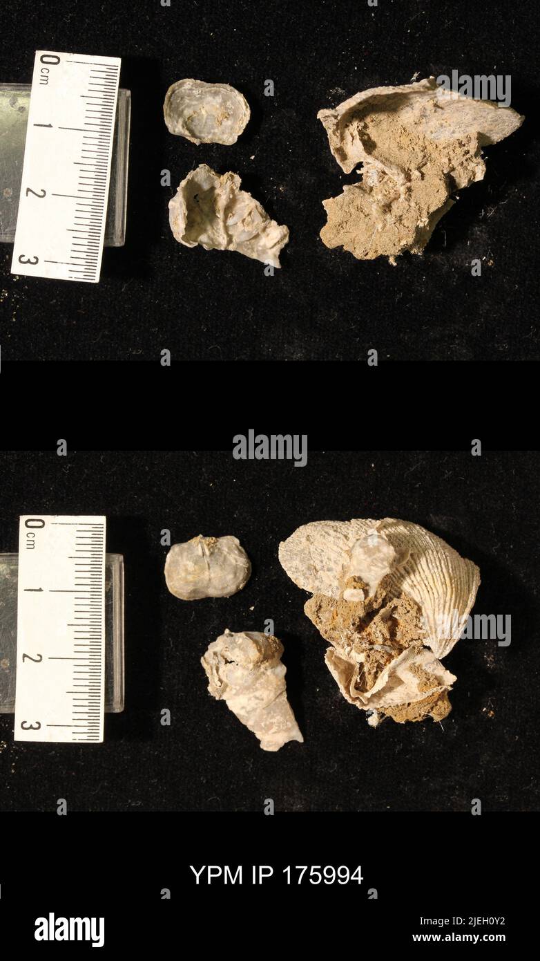 Neospirifer sp animalia hi-res stock photography and images - Alamy