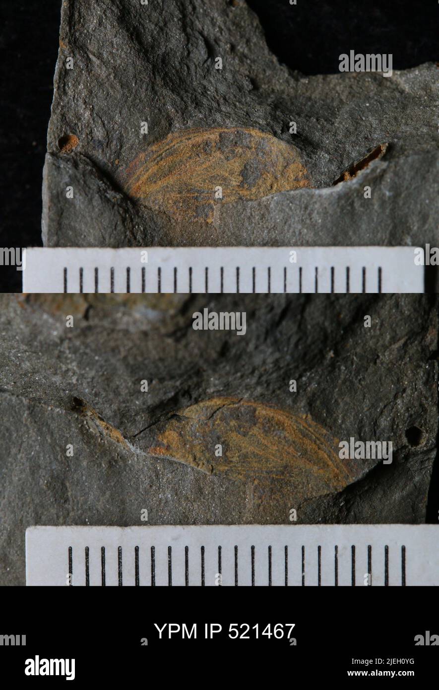 Homalozoa echinoderm hi-res stock photography and images - Alamy