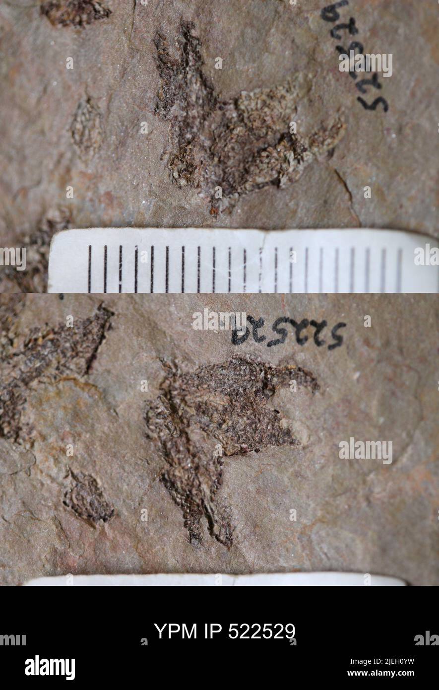 Asterozoa hi-res stock photography and images - Alamy