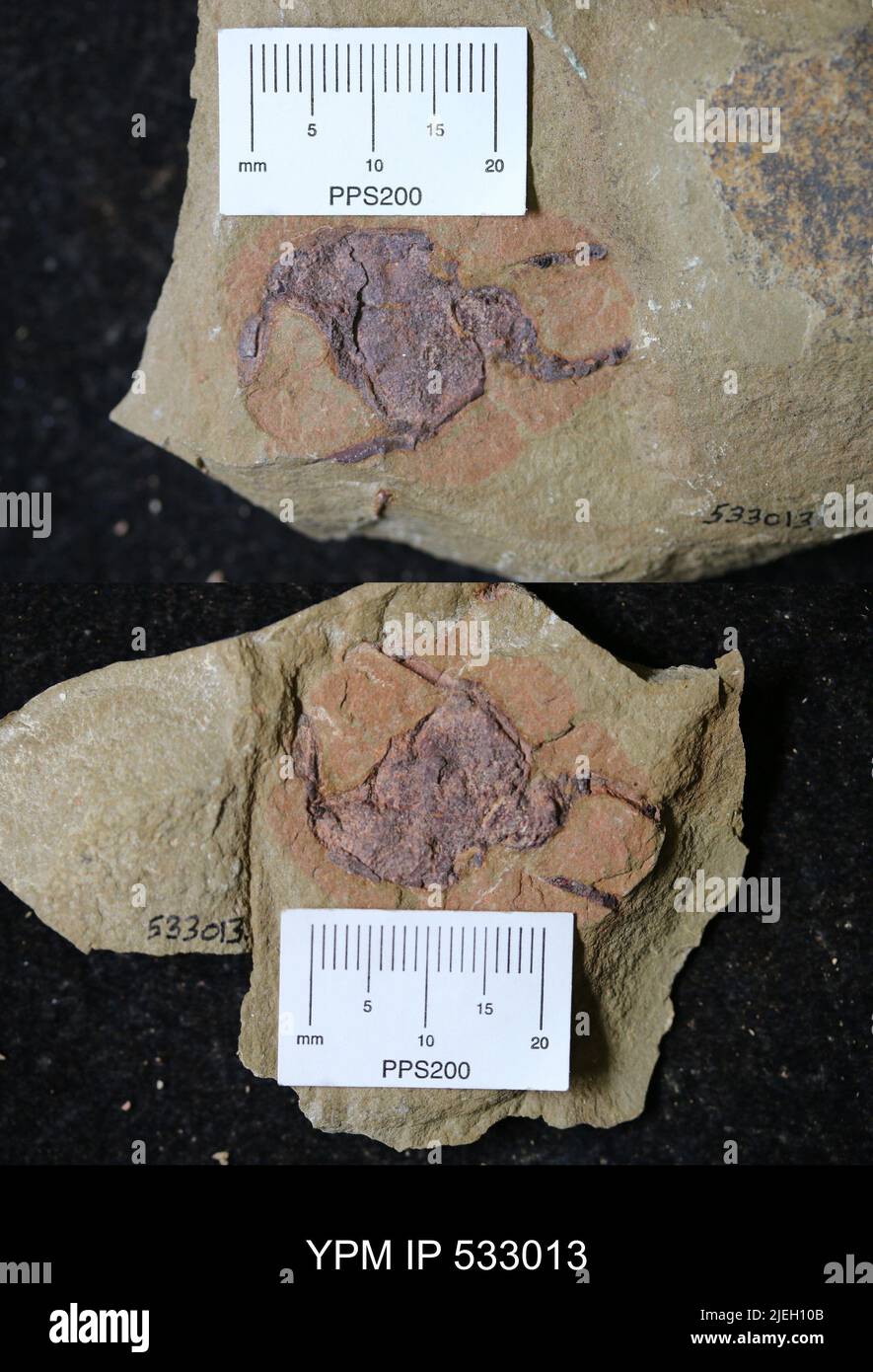 Cothurnocystis sp animalia hi-res stock photography and images - Alamy