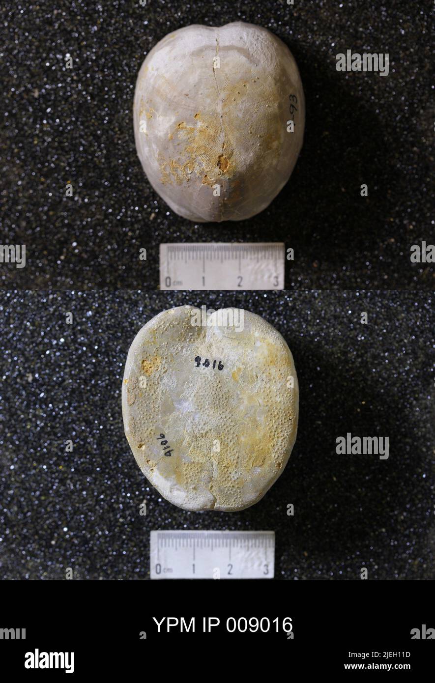 Holaster simplex shumard hi-res stock photography and images - Alamy