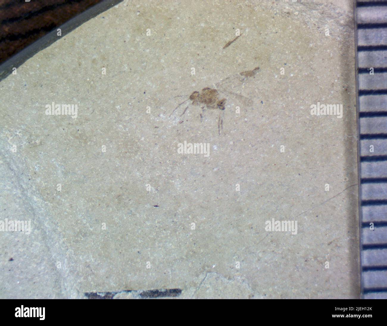 Undet pterygota animalia hi-res stock photography and images - Alamy