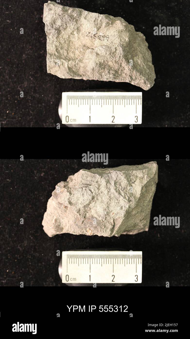 Productus brachiopod fossil hi-res stock photography and images - Alamy