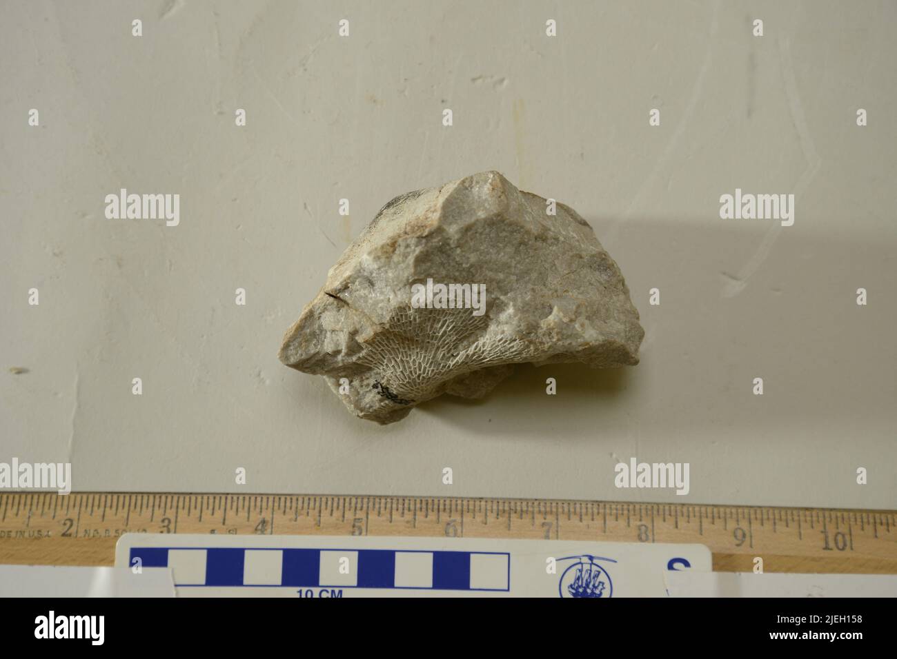 Fenestella sp animalia hi-res stock photography and images - Alamy