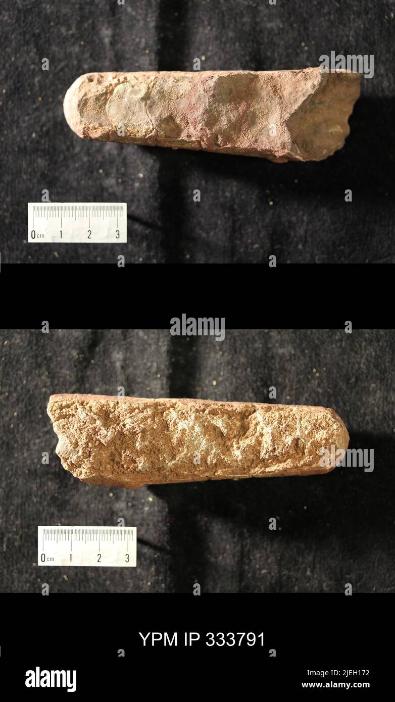 Orthoceras centrale Hisinger Stock Photo - Alamy