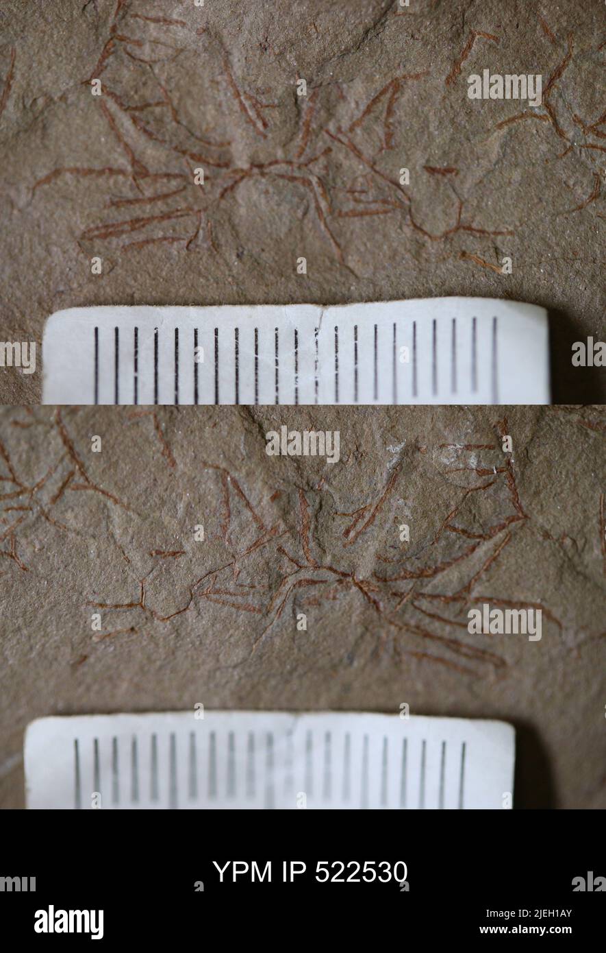 Graptolithina graptolites hi-res stock photography and images - Alamy