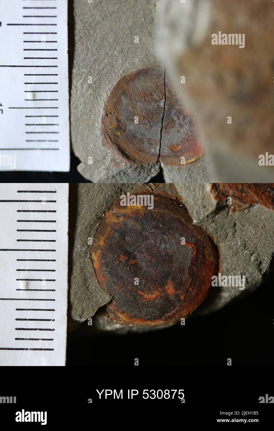 Undet xiphosurida hi-res stock photography and images - Alamy