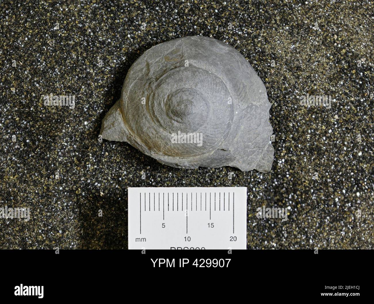 Trepospira rotalia animalia hi-res stock photography and images - Alamy