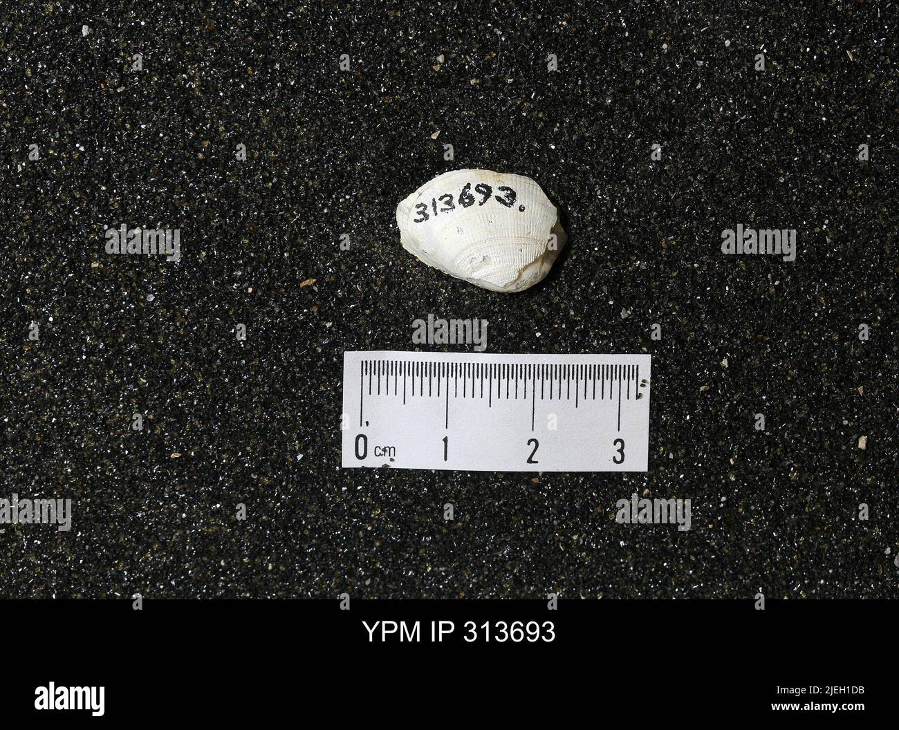 Nuculoi hi-res stock photography and images - Alamy