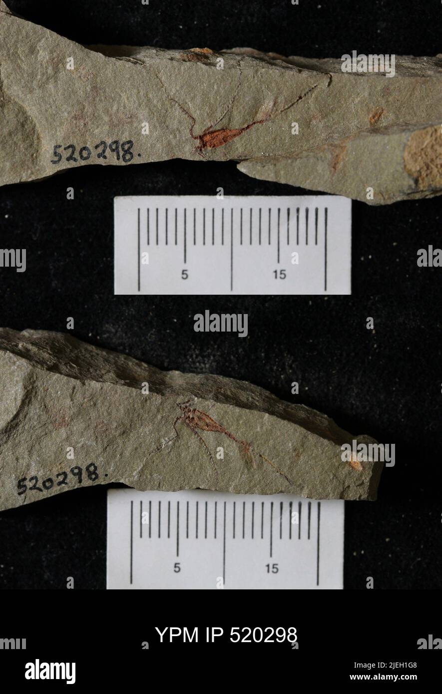 Eocrinoidea hi-res stock photography and images - Alamy