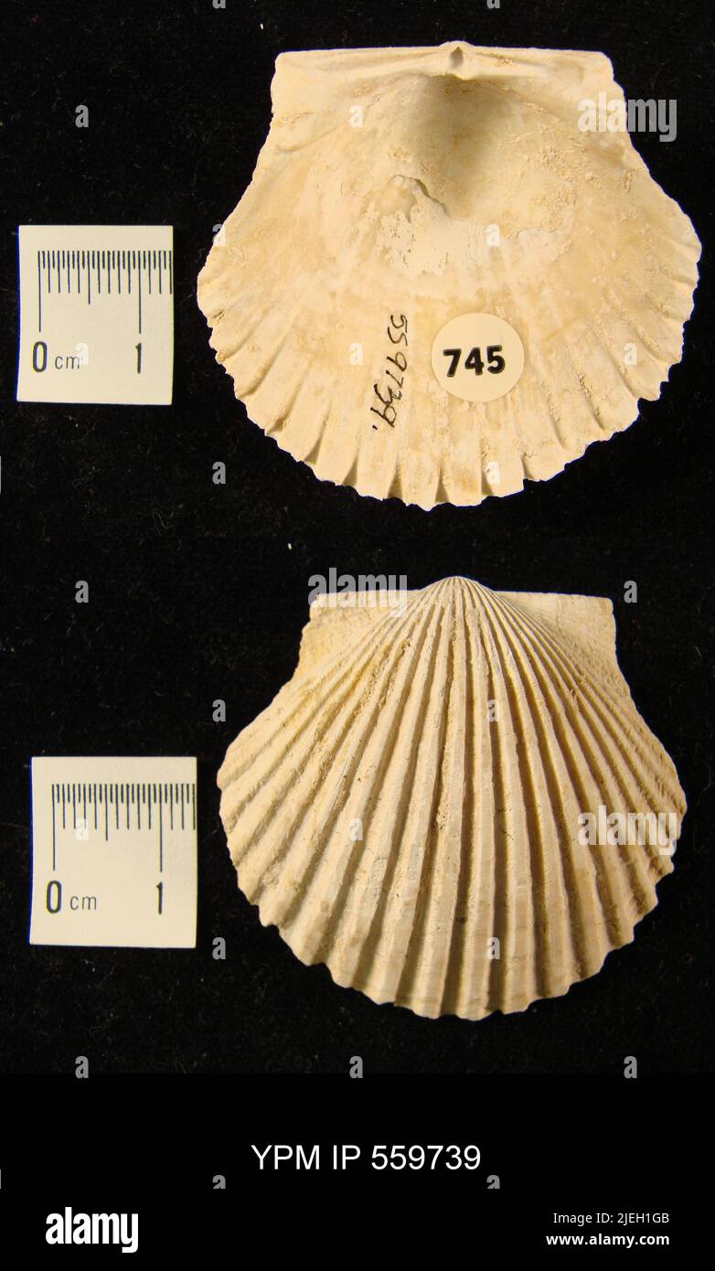 Argopecten irradians (Lamarck, 1819 Stock Photo - Alamy