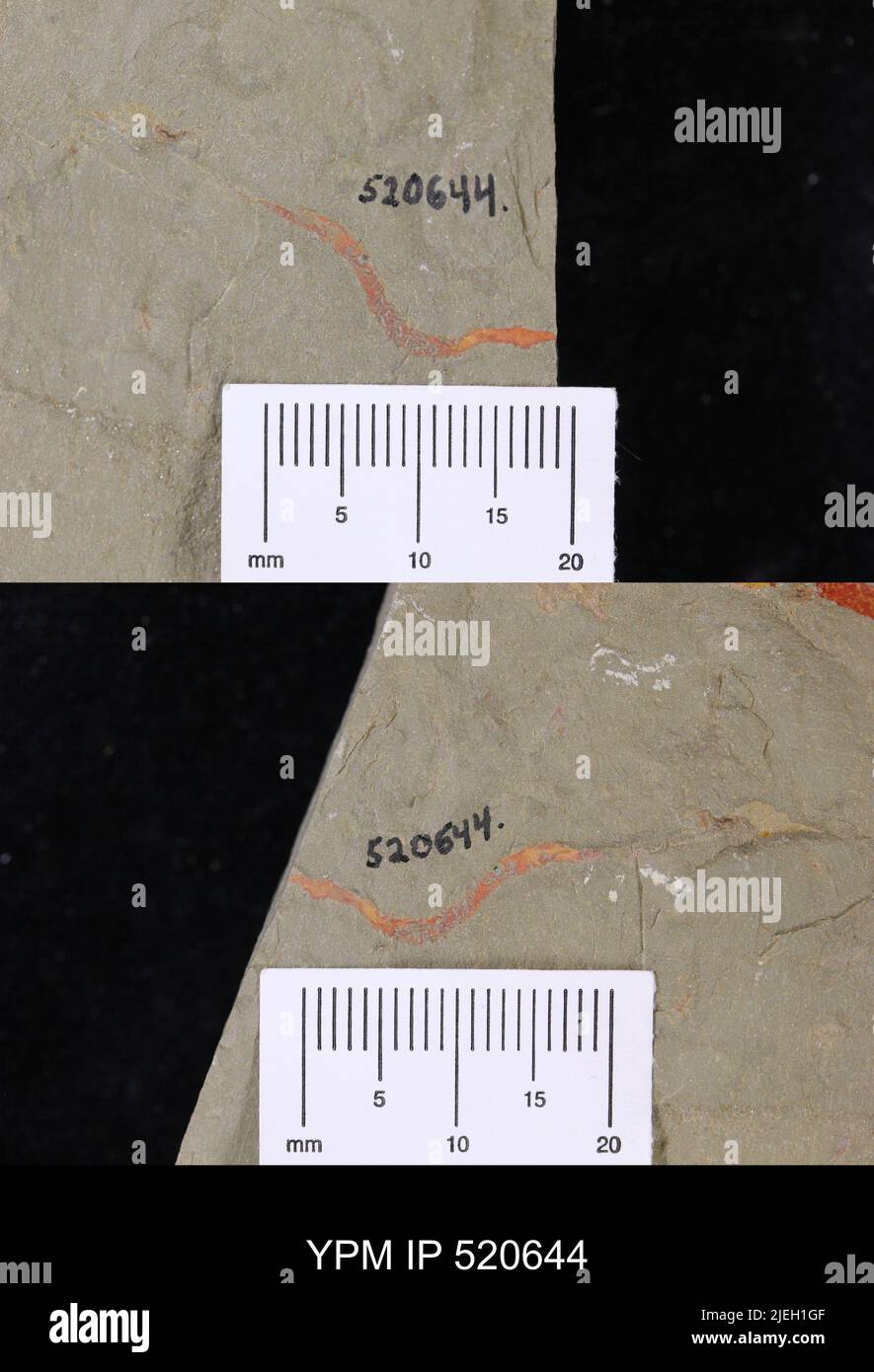 Ichnofossils hi-res stock photography and images - Alamy