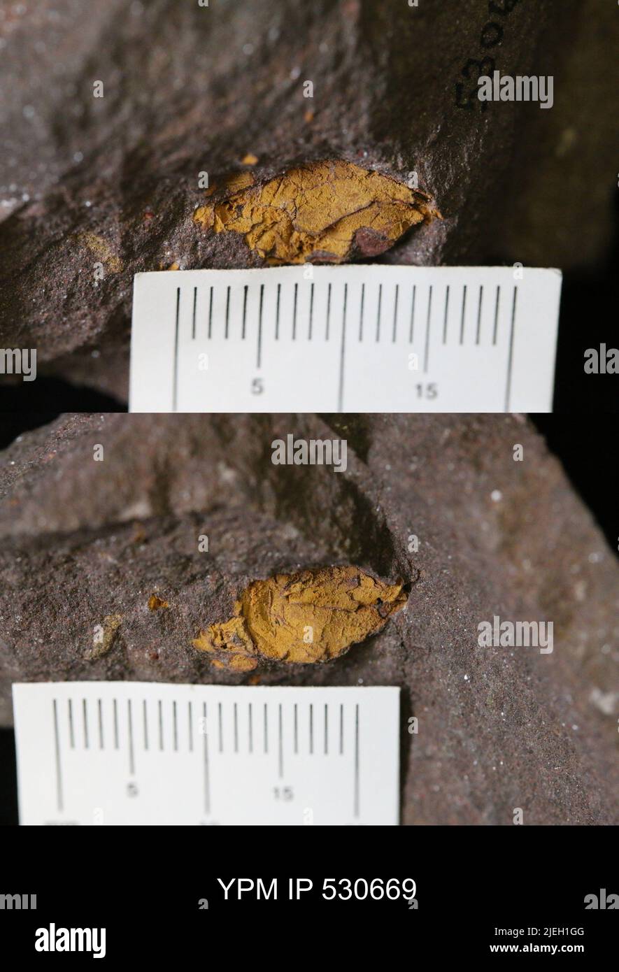 Homalozoa echinoderm hi-res stock photography and images - Alamy