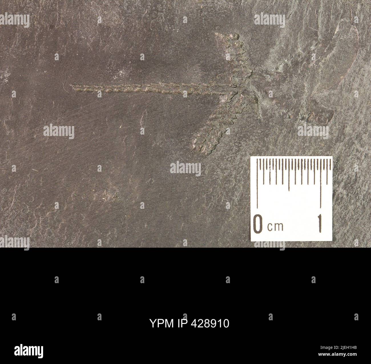 Sturtz hi-res stock photography and images - Alamy