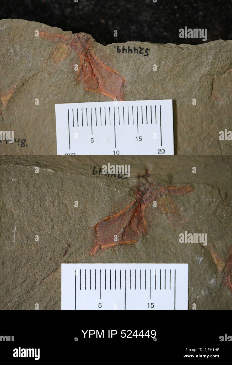 Cothurnocystis hi-res stock photography and images - Alamy